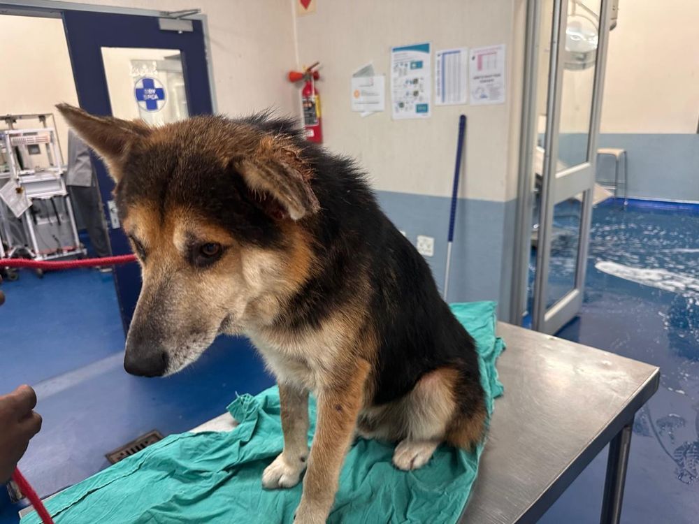 Super glue and aloe on dog's torn ear: K9 Patrol Pet Army founder faces ...