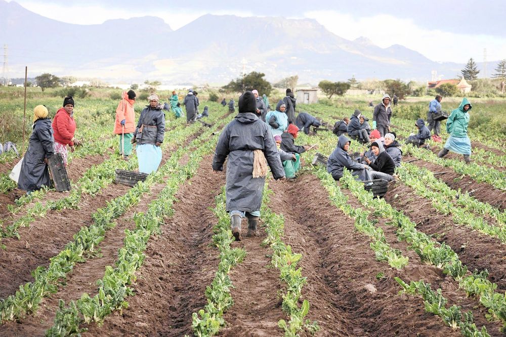 'Philippi farming activist Nazeer Sonday doesn't represent commercial ...