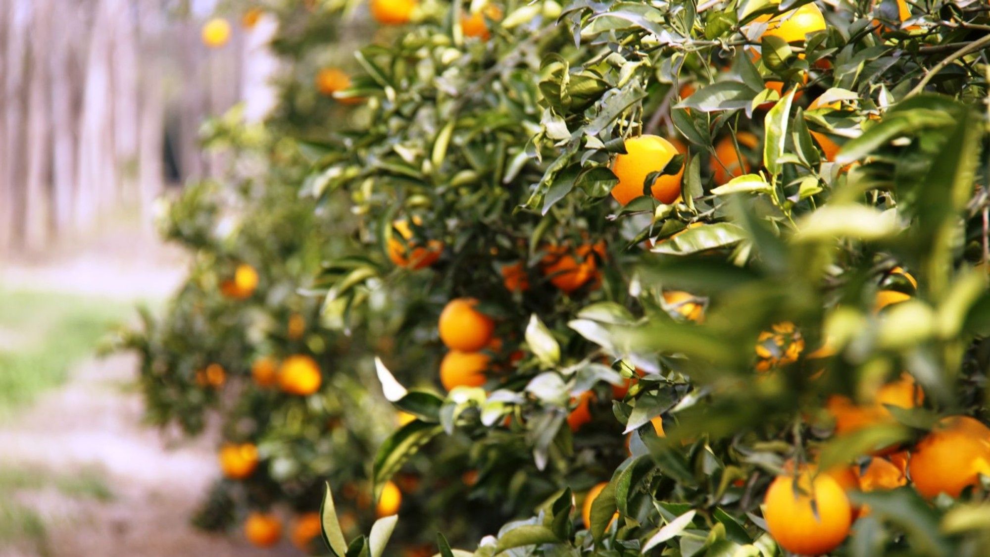 Citrus farmers in the Eastern Cape
