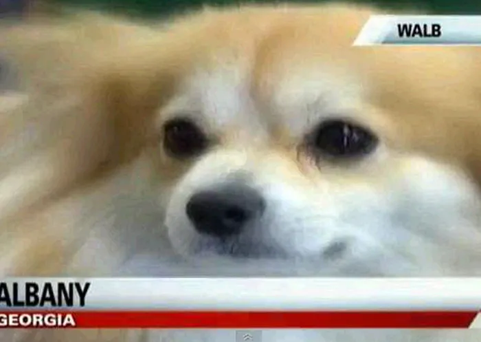 Dog becomes a celeb after eating diamonds