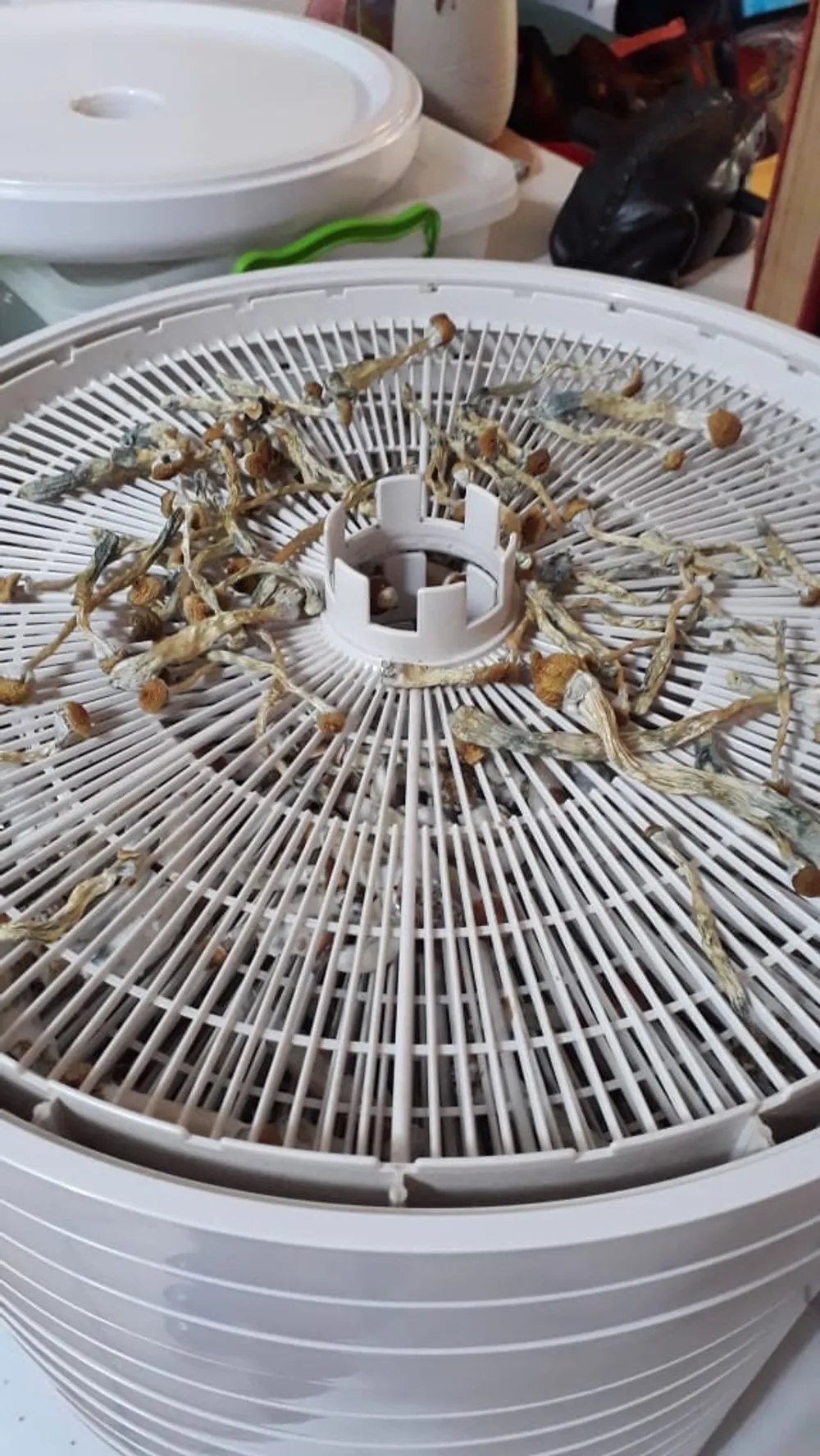 LOOK: 'Magic mushrooms' lab raided in Durban suburb