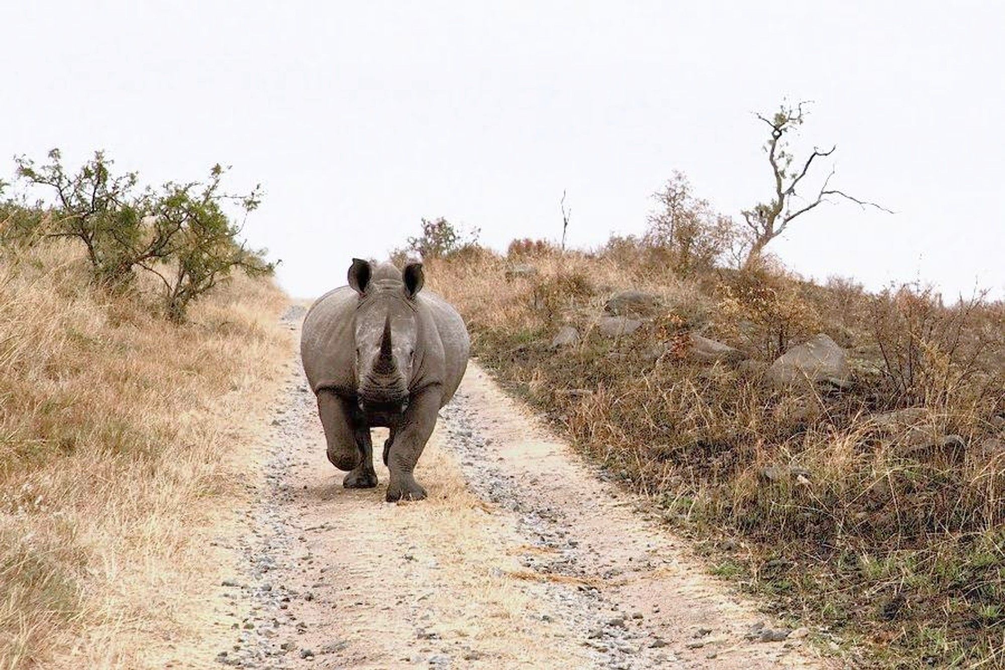 New court a major boost for fight against poaching