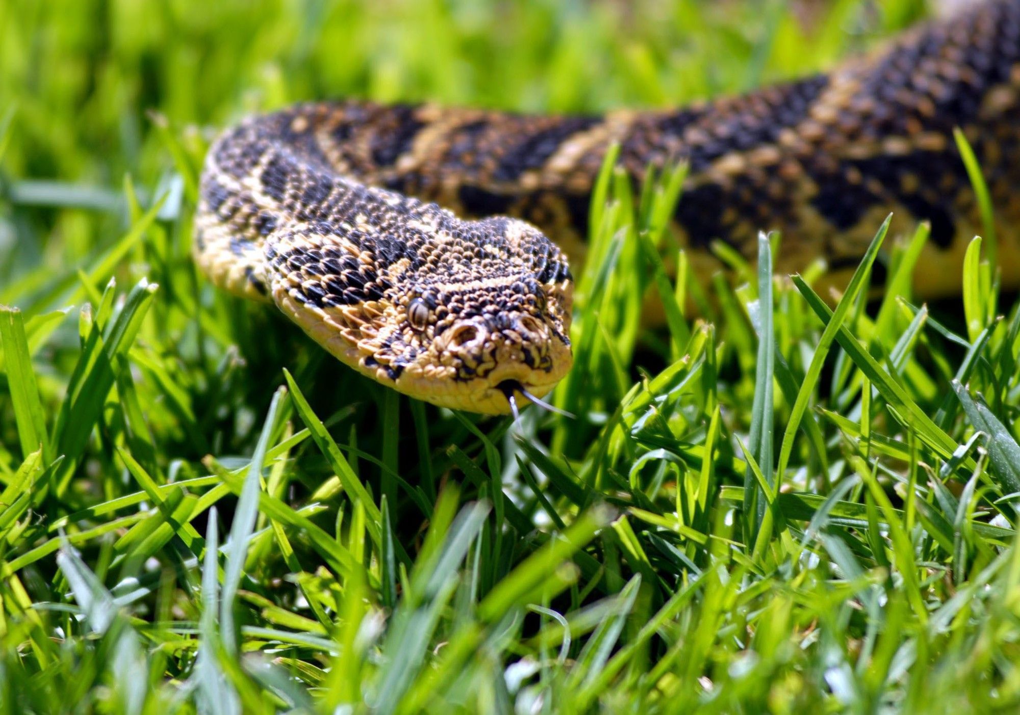WATCH: Puff adder spotted sun bathing on Table Mountain