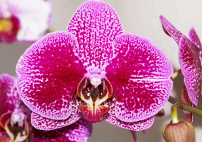 The orchid: a flower that oozes sex