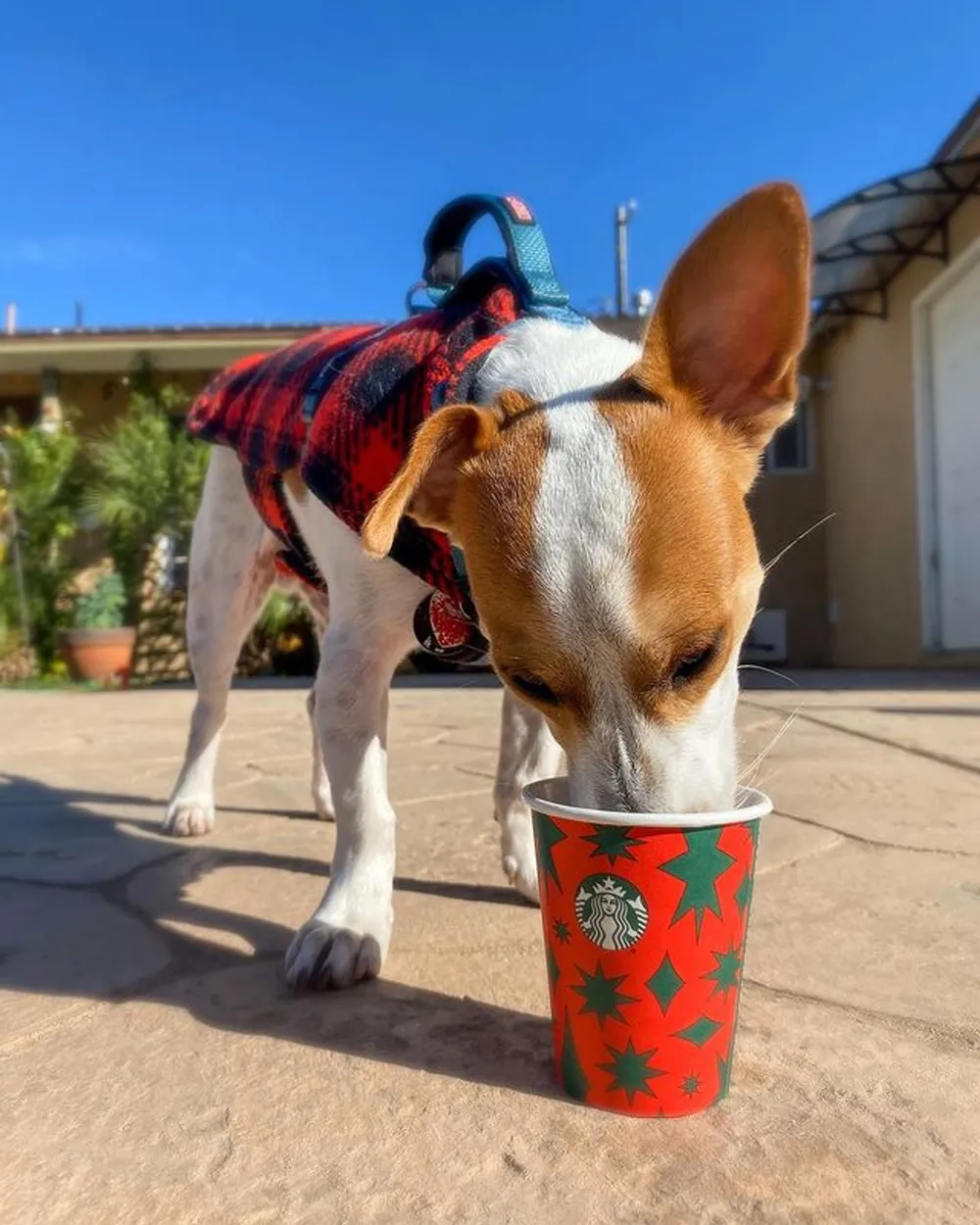 10 ways to spoil your pet this festive season