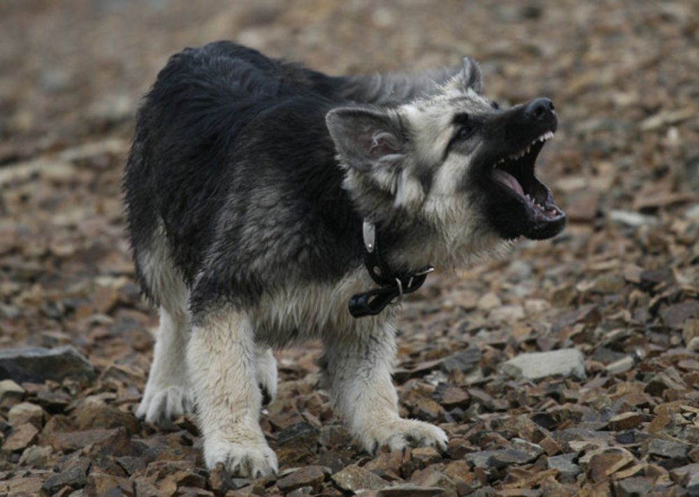 Russian ‘dog hunters’ target strays