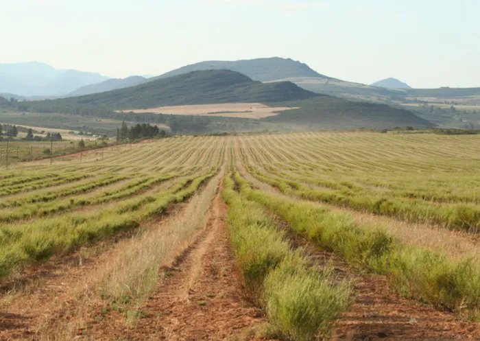 Rooibos protected in EU trade pact
