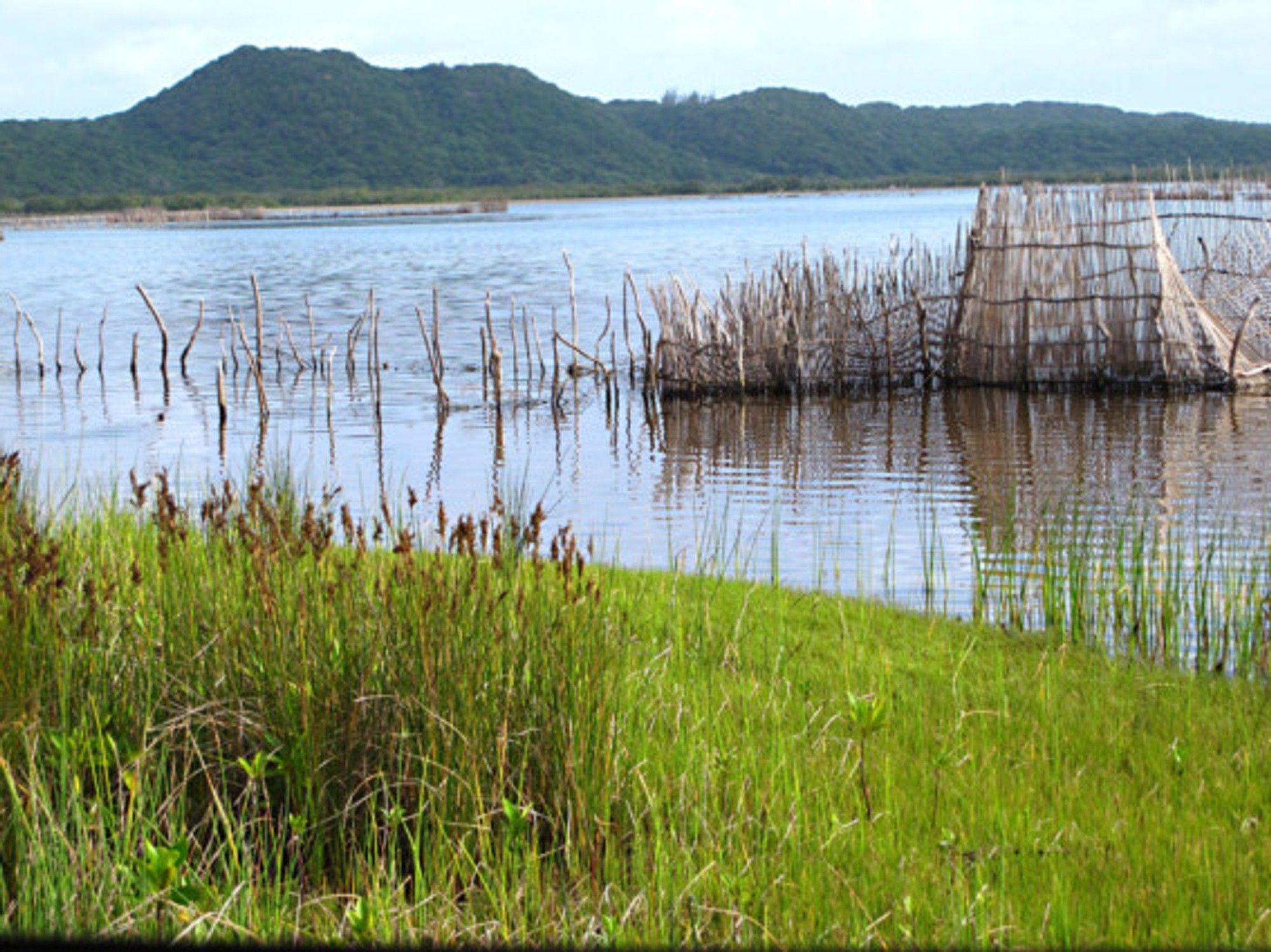 In the Umdoni’s shade