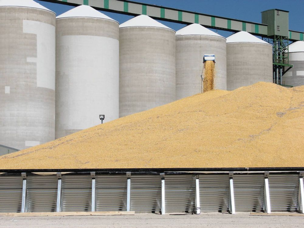 Surprise grain shortage set to drive up food prices