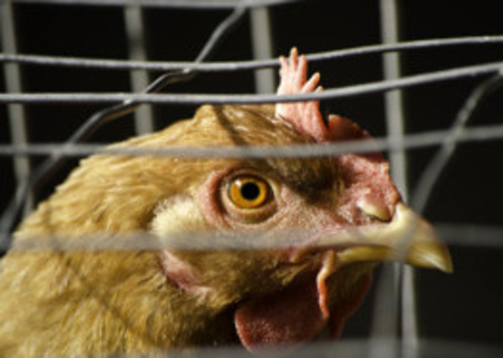 Chickens die in KZN heat