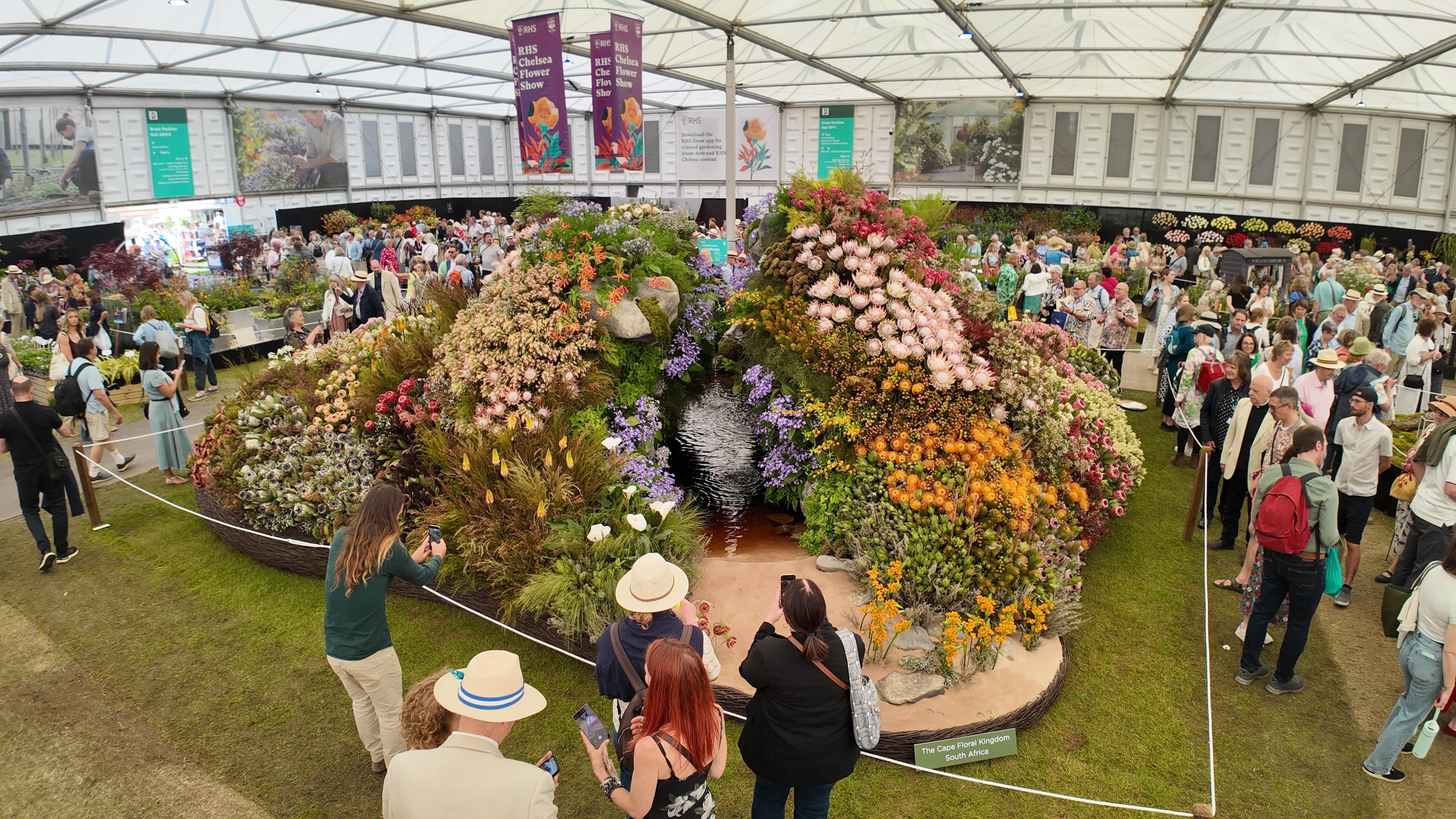South African botanist Leon Kluge and team wins gold at RHS Chelsea ...