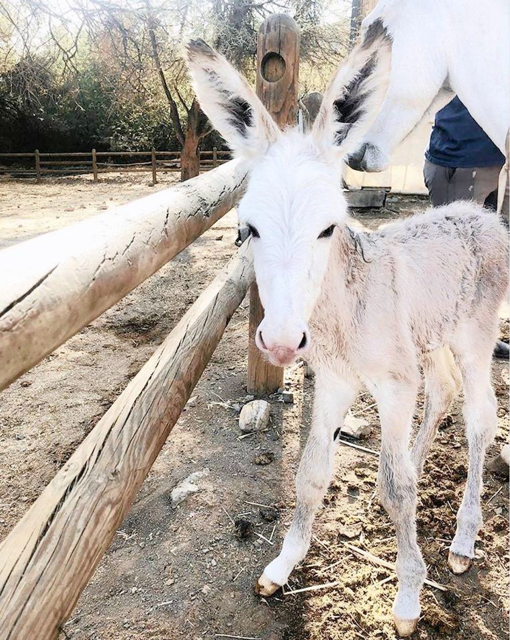 Dougie the adorable donkey rescued after years of abuse