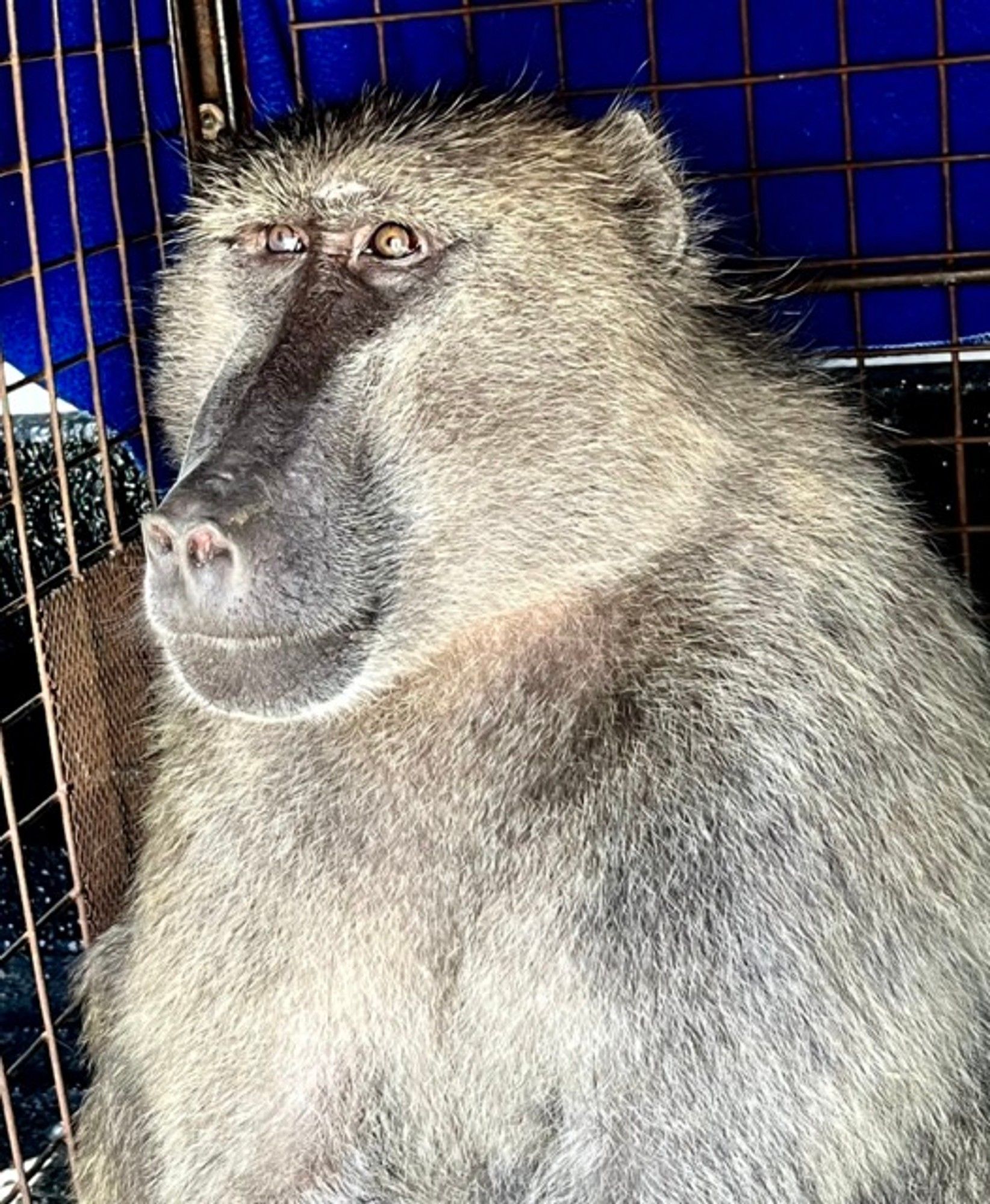 Baboon captured after rooftop escapade