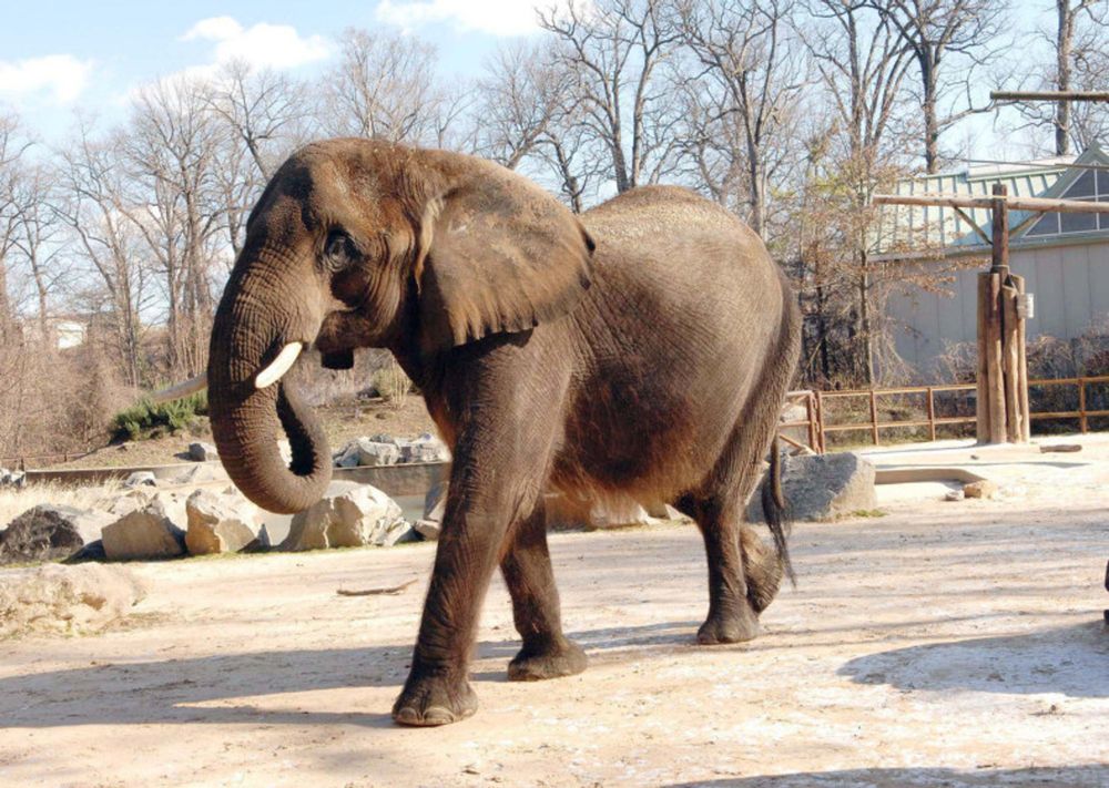 22 elephants poached in Moz in two weeks