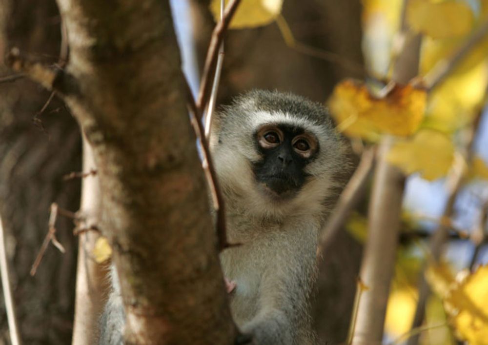 Vets to be charged over monkey