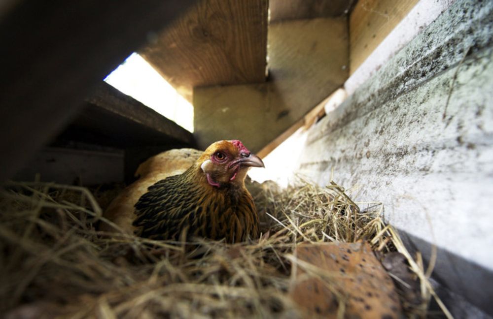US and SA agree on poultry imports