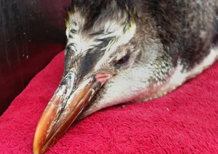 Sad end for Happy Feet Jr