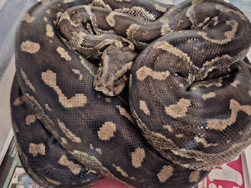 PICS: Lucky break for massive Southern African python caught in ...