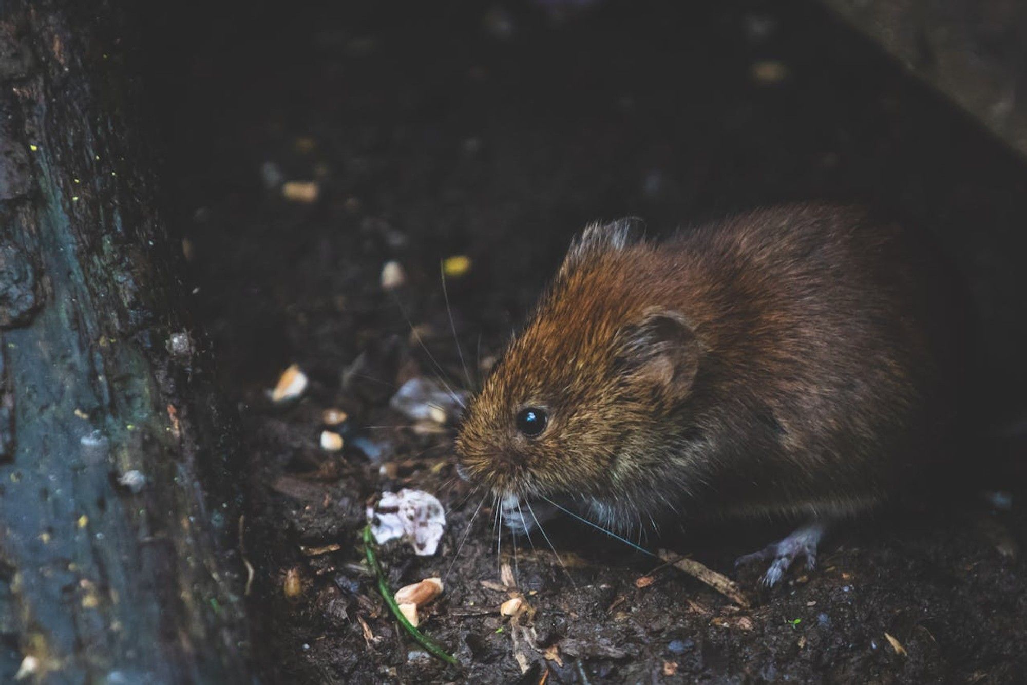 Rat infestation in Cape Town suburb: How to combat the rat problem