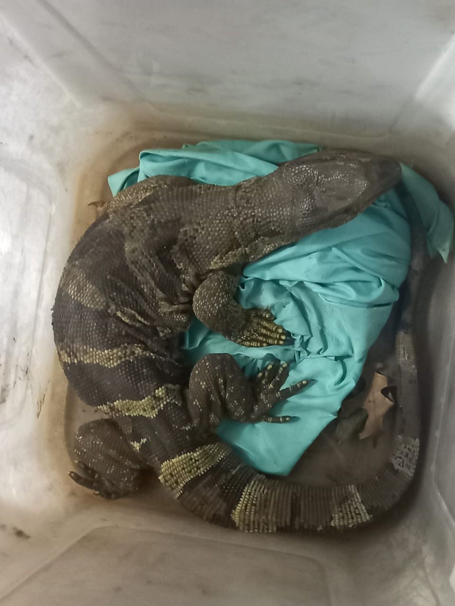 PMB family discover rock monitor hiding under tv cabinet