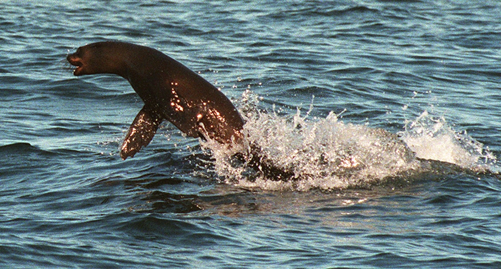 Scuba divers bruised in yet another seal attack near Oudekraal