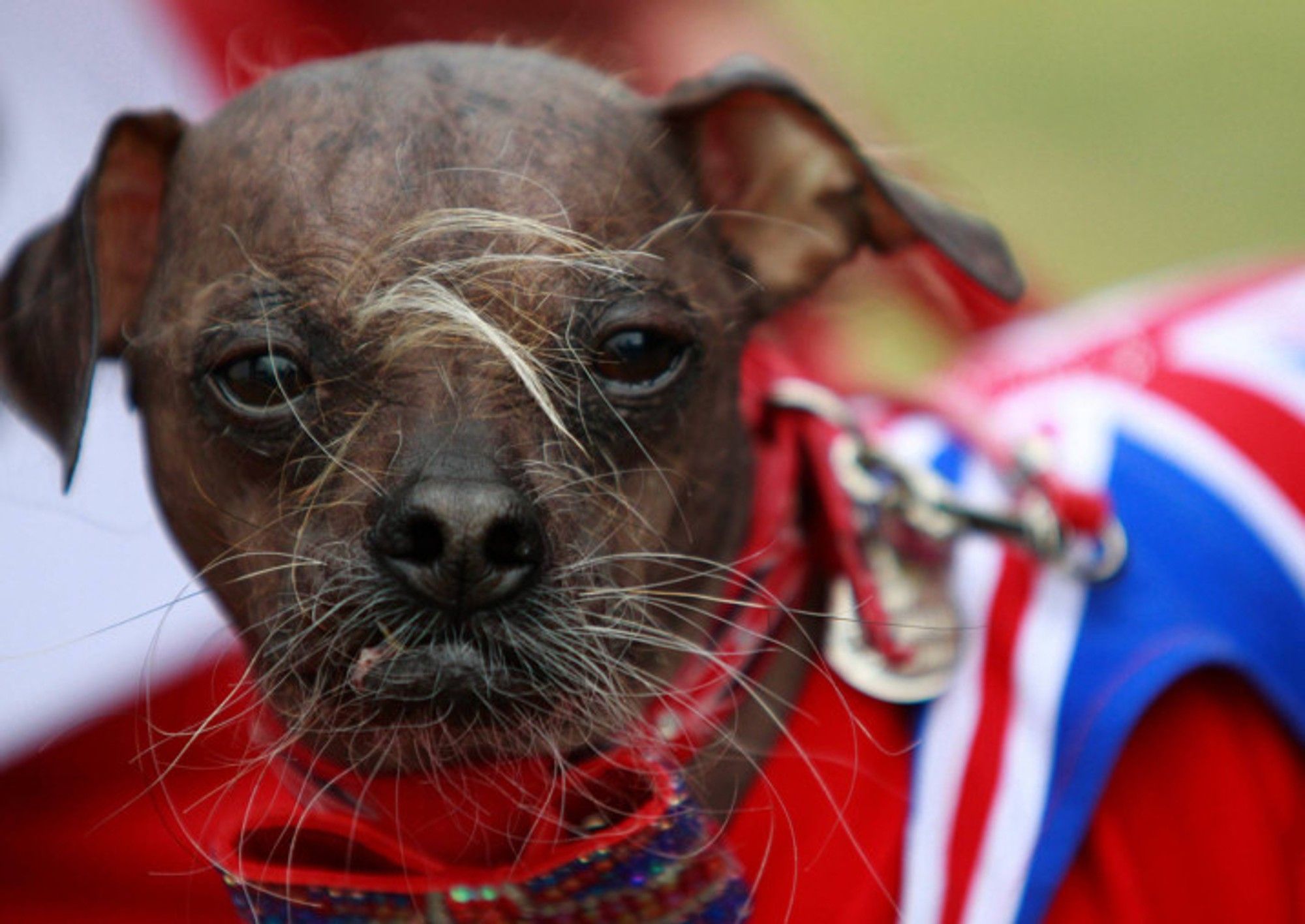 Mugly wins world's ugliest dog title