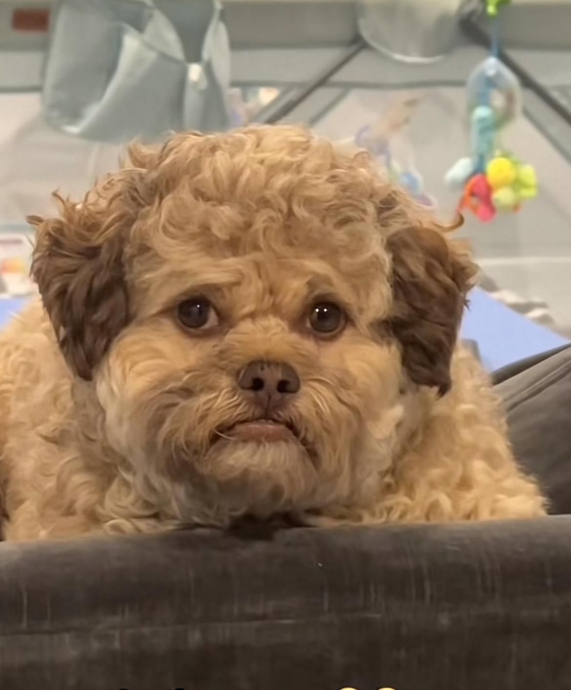 Why Max, the rescue dog with human-like expressions, is melting hearts