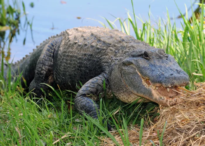 Monster croc helped trapped man find God