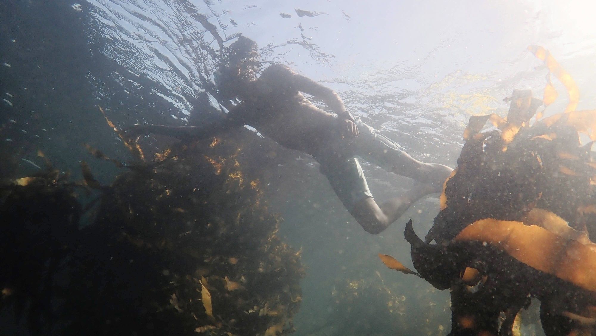 Researcher Loyiso Dunga discovers magnificent ‘jungle beneath the ocean’
