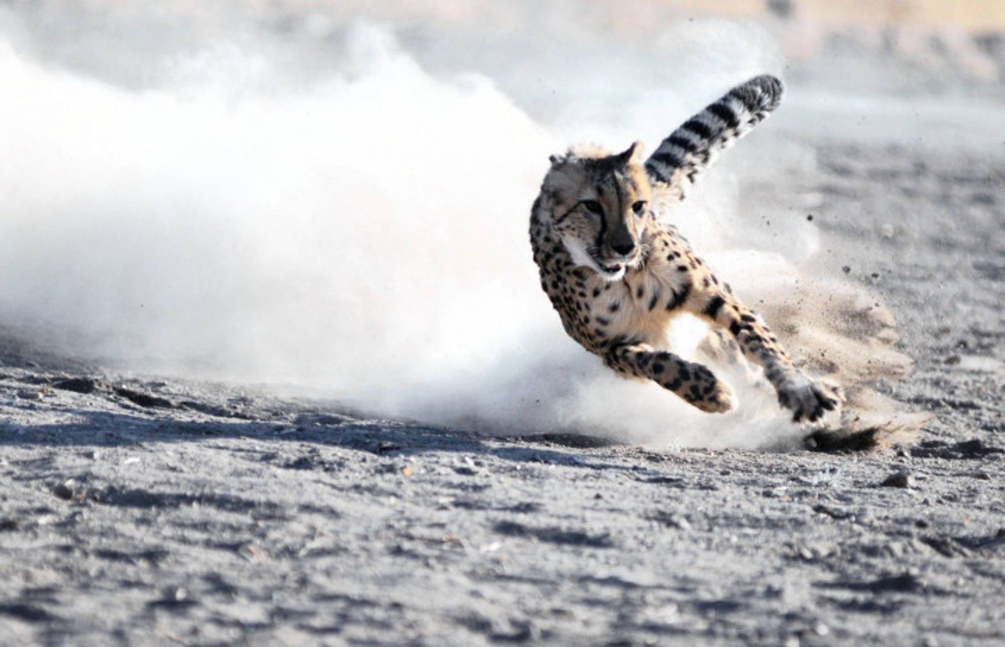 How cheetah’s brain helps catch prey