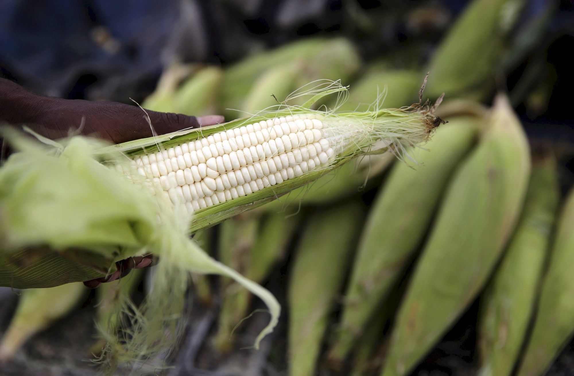 Genetically modified crops and Africa