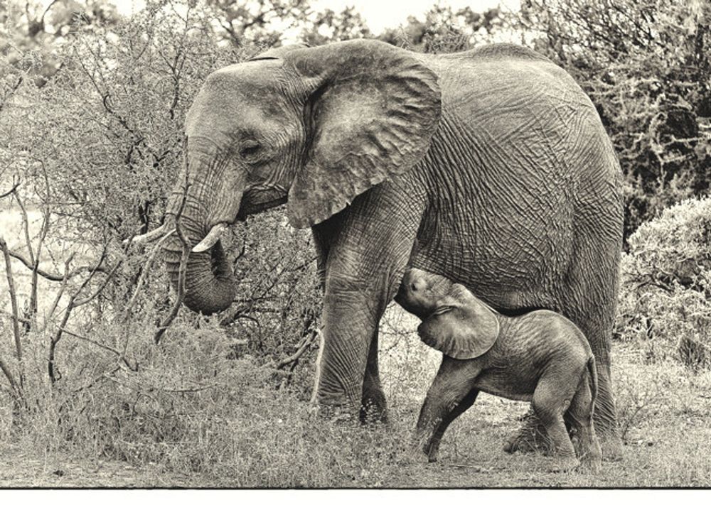 Picturing threatened gentle giants