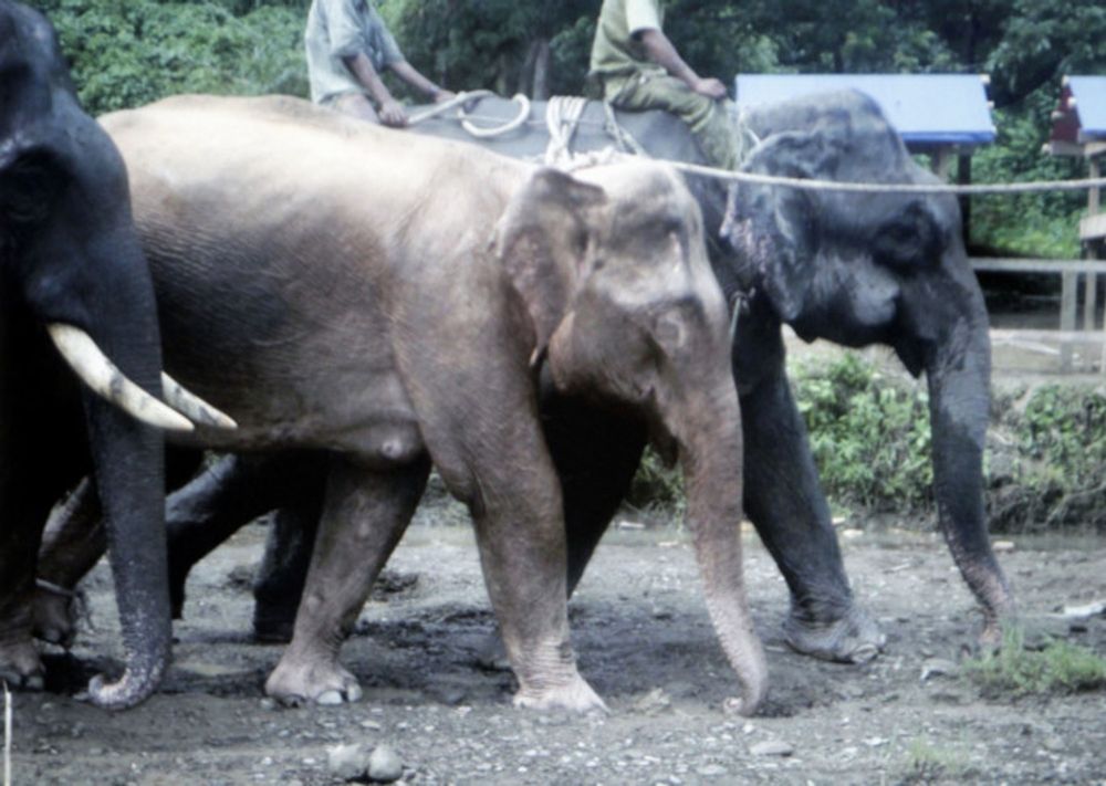 White elephant heralds good fortune