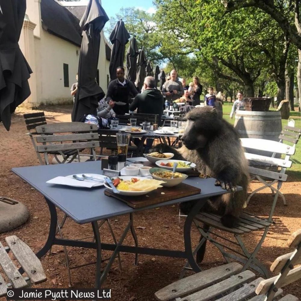 WATCH: Cheeky baboon reserves table for one at Groot Constantia wine farm