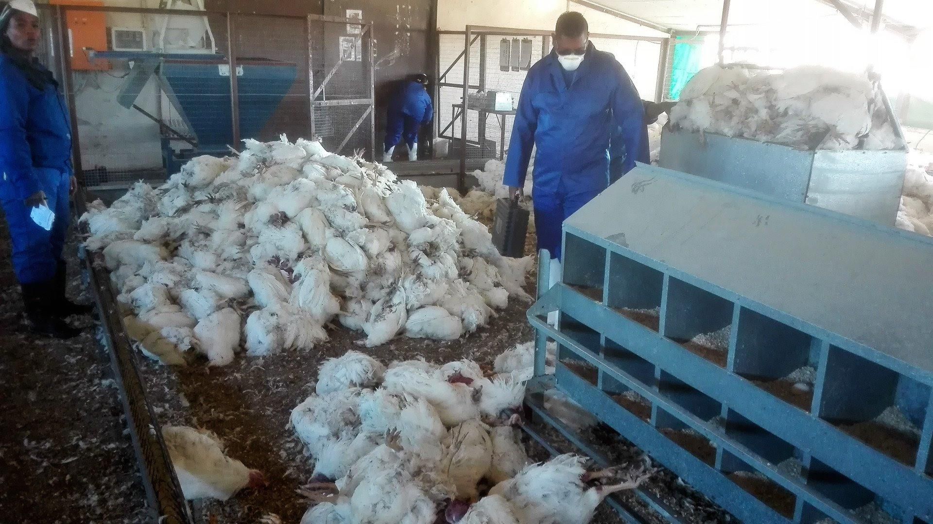Government urged to act as new Avian Flu outbreak threatens SA's poultry sector