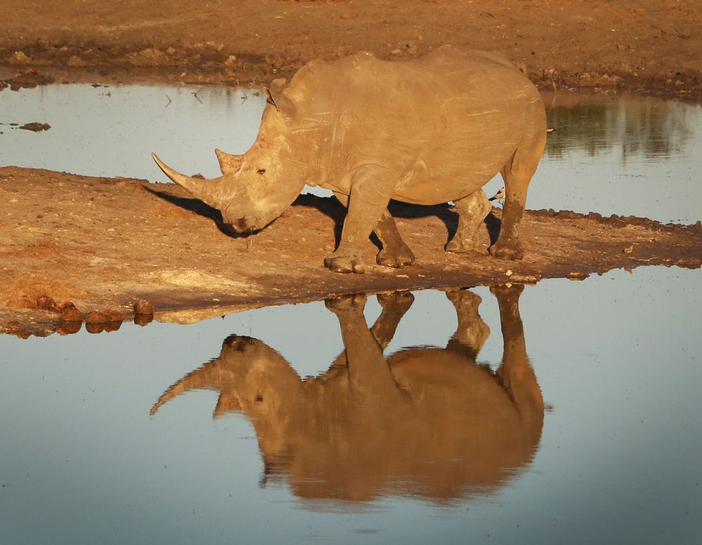 South Africa sees a 16% decline in rhino poaching in 2025
