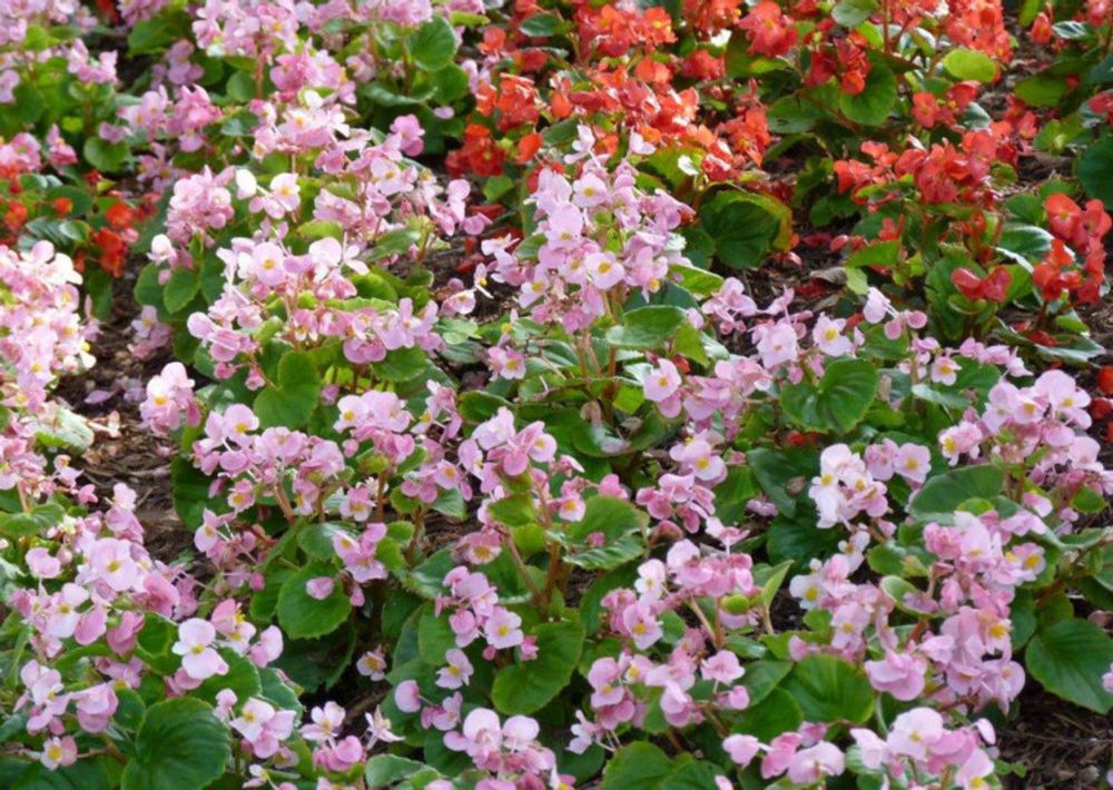 Spring into an early start