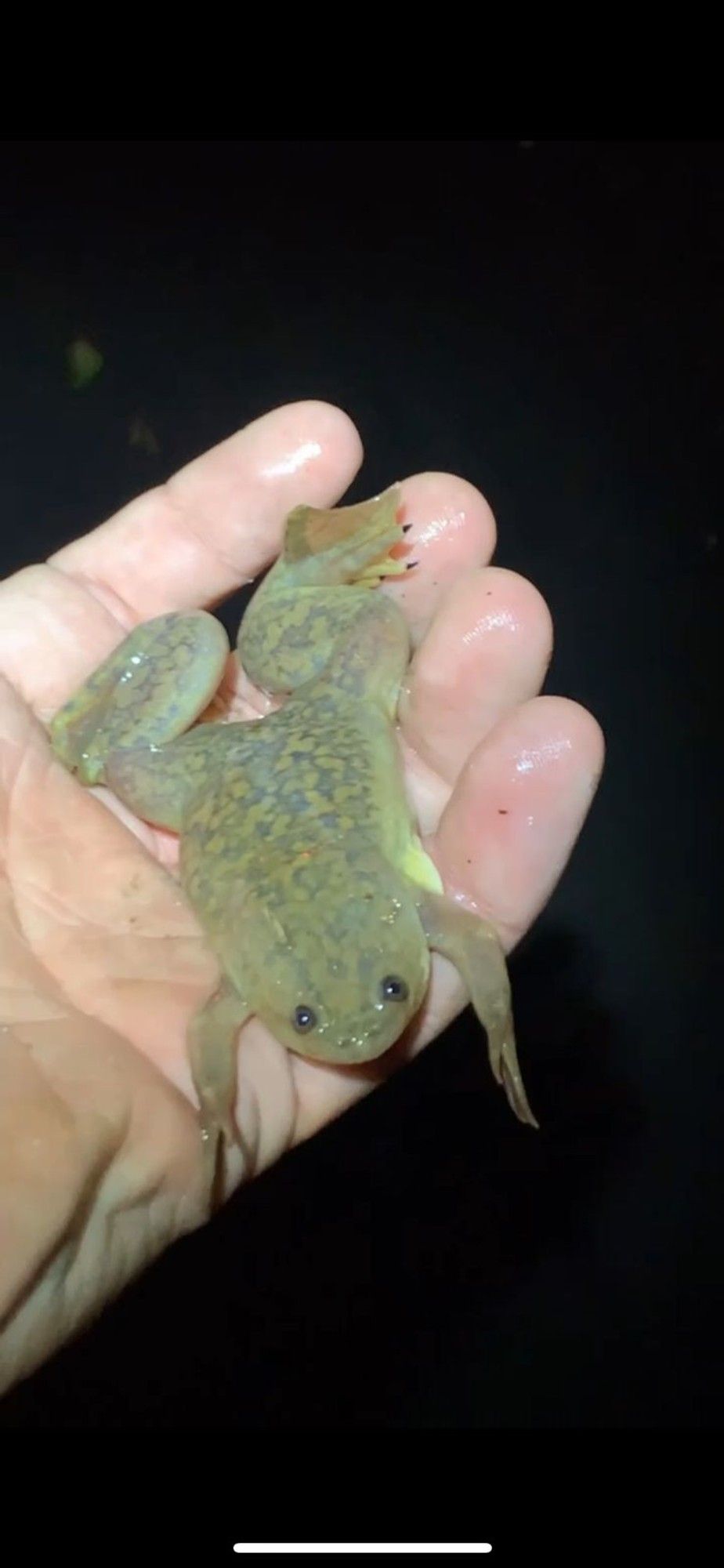 Thousands of frogs ‘massacred’ on R44