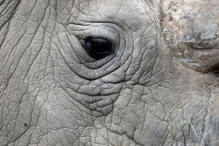 #WorldRhinoDay: The price of greed? R1m