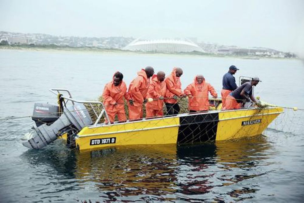 Strike threat forces Sharks Board to lift all nets on KZN coast