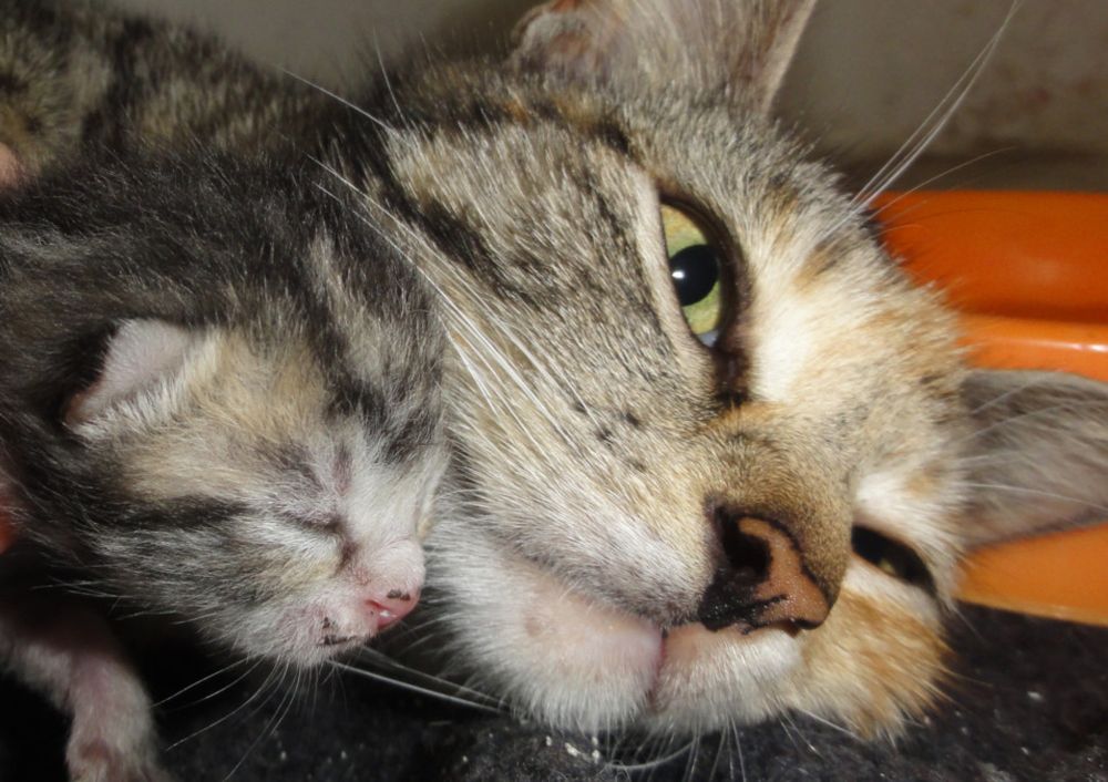 Cat hitches ride to new life