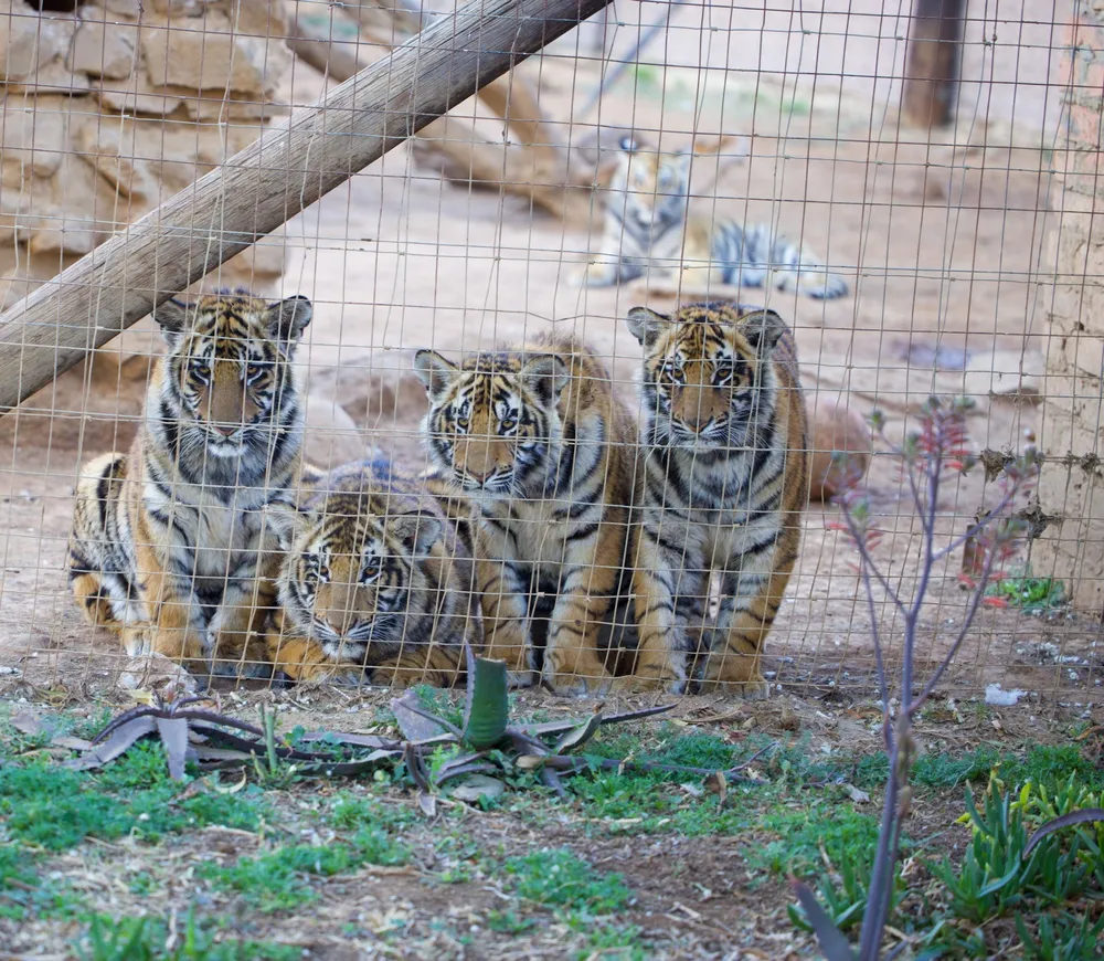 Shocking new footage reveals horrific conditions lions and tigers are ...