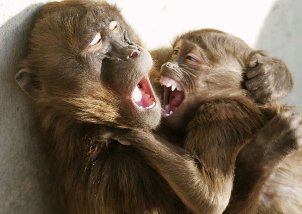 Primates do monkey around