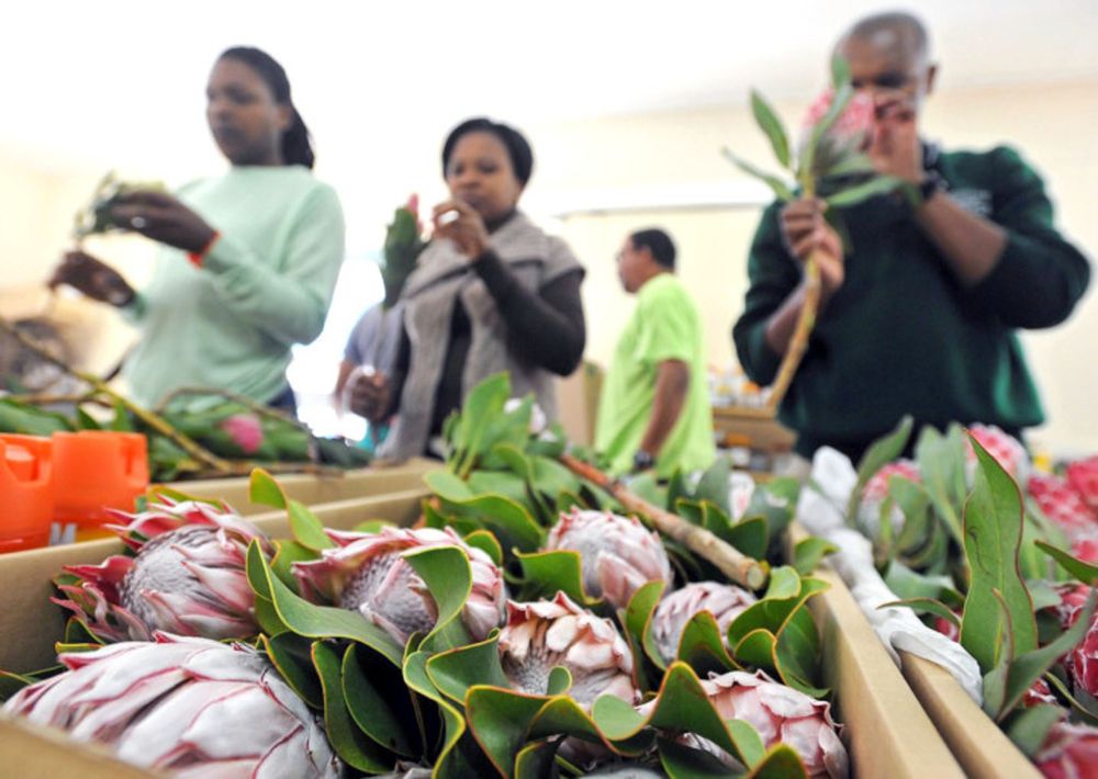 No bloom on Cape’s Chelsea show trip