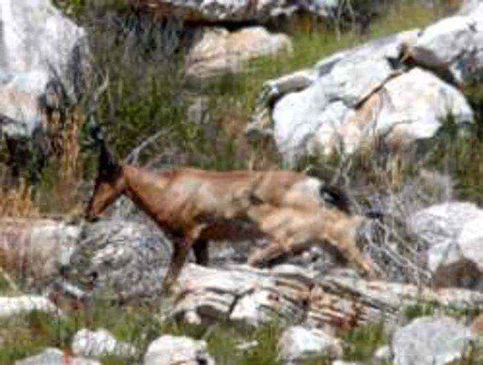 Baby boks frolic in the fynbos