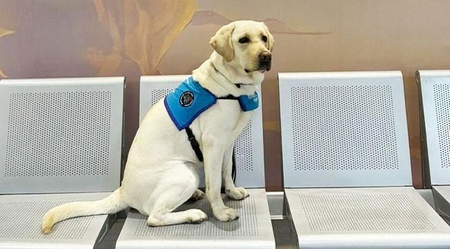 Becoming a hero: Grace’s journey in guide dog puppy training