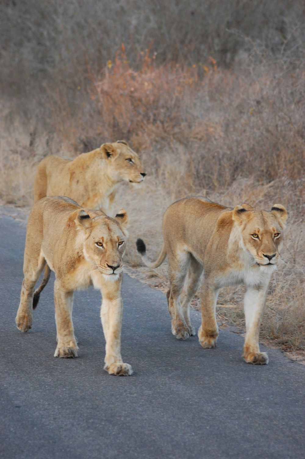 Alarming decline of lion populations in Kruger National Park revealed ...