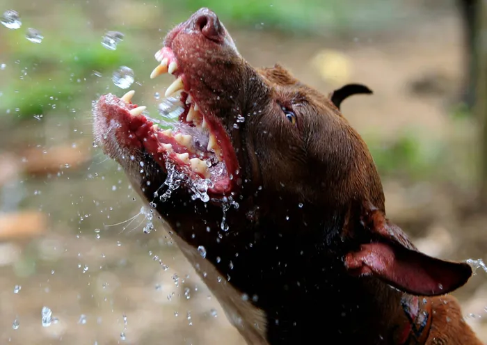 Rescued pitbulls to be put down
