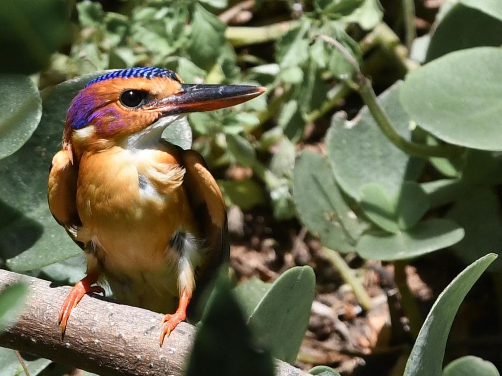 Simbithi Eco-Estate celebrates the return of rare and migratory birds