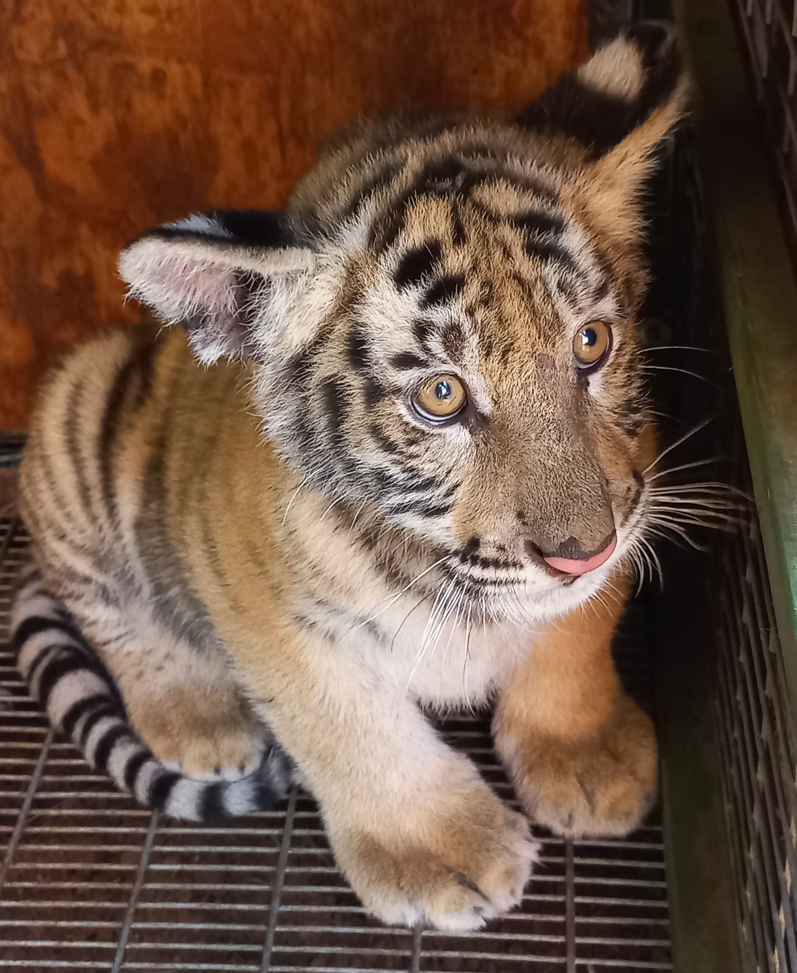 LOOK: Tiger cub rescued from a Pietermaritzburg backyard is under the ...